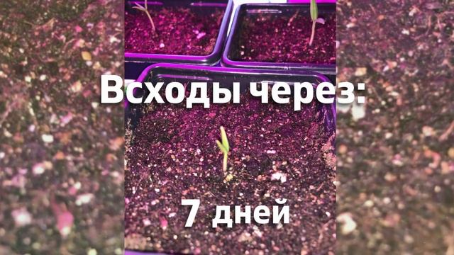 Баклажан Полосатый бок