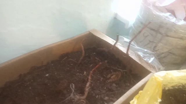 Годовые саженцы винограда из косточки.