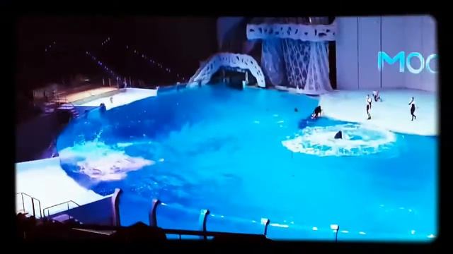 Москвариум | Шоу касаток