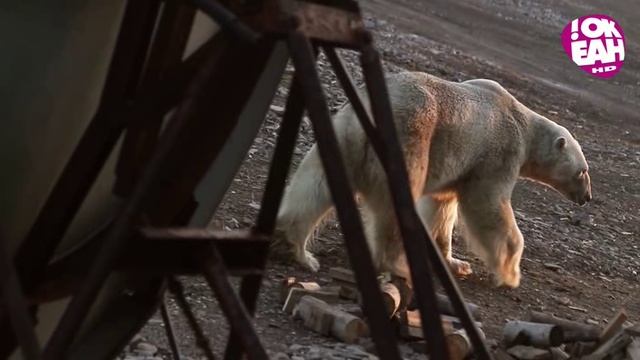 "Я - белый медведь"  (2021) Русская Арктика