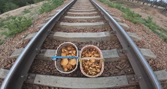 Лес Грибы Моховики Forest Mushrooms 15.10.2024