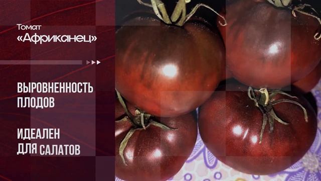Томат Африканец