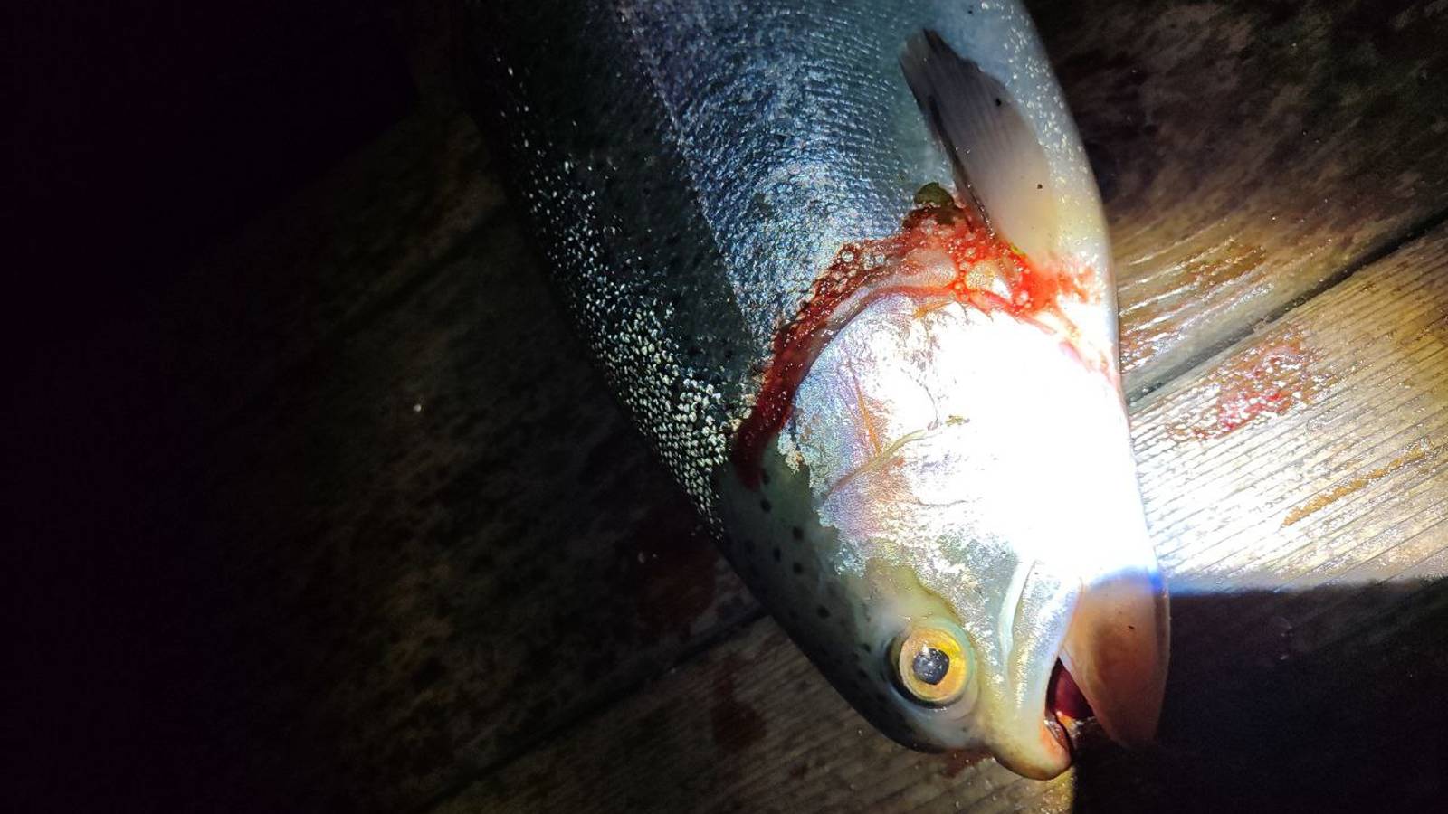 Осторожная рыба в непогоду