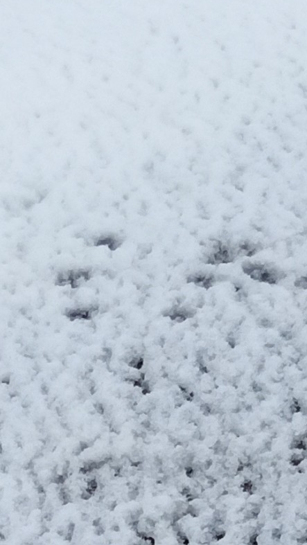 Первый снег...рановато