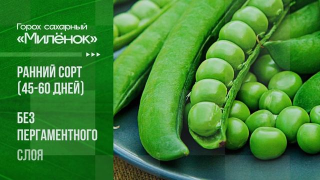 Горох овощной Миленок