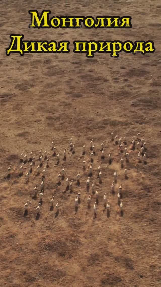 Дзераны. #shorts