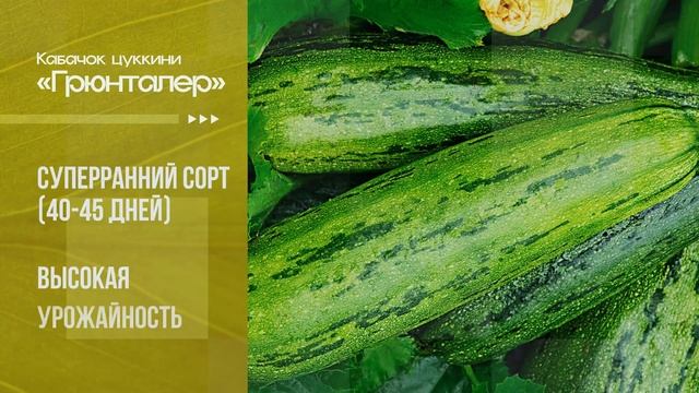 Кабачок цуккини Грюнталер