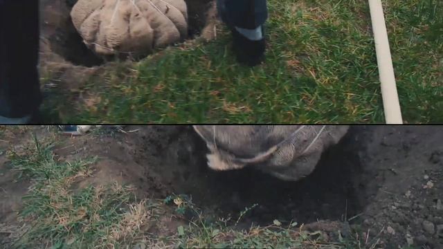 День древонасаждения в ЖК Южный берег. 19.10.2019