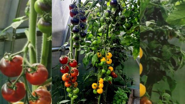 Томат Нуар Коктейль F1