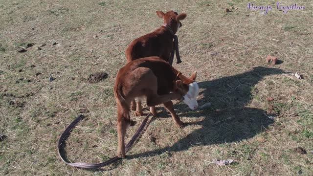 Весеннее настроение! По дороге из Дархана в Эрдэнэт. Монголия.