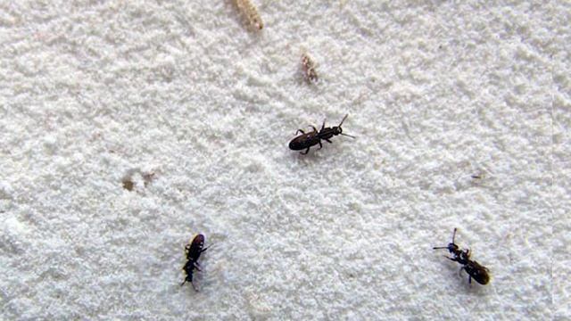 Курс Санитарная безопасность для сотрудников ПС_Блок 2