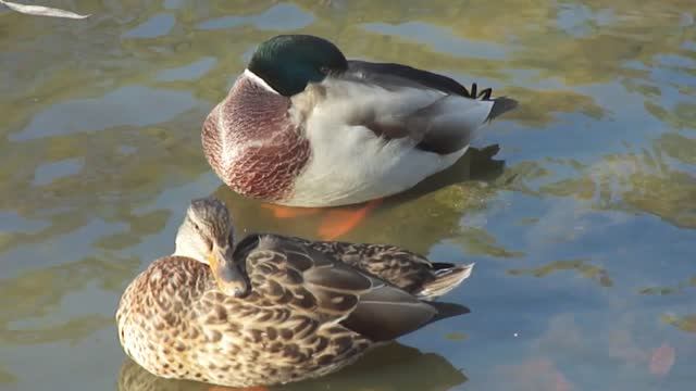 Куракина дача