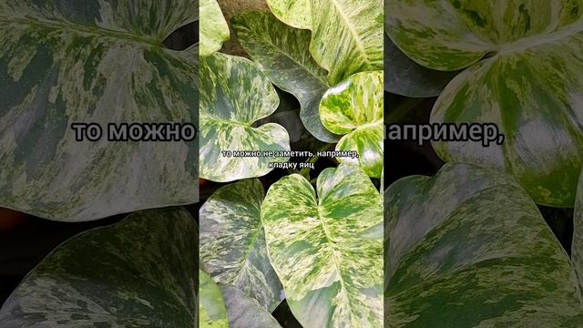 Что делать с новыми растениями?🍀 #ответ на #вопрос 🍀 #цветы #растения #уход #обработка #shorts