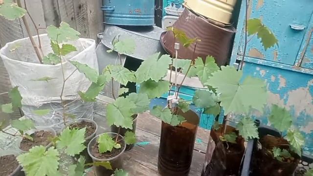 Как вырастить виноград из косточки.