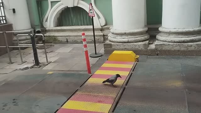 Ворона складирует веточки