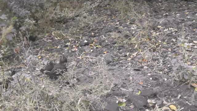 курица и цыплята копаются в грязи