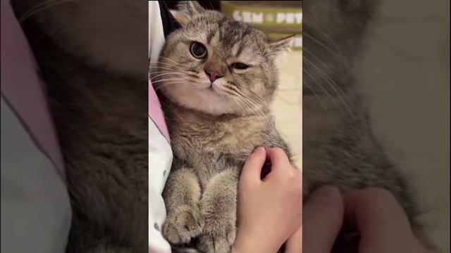 Кнопка сброса кота до заводских настроек 😂