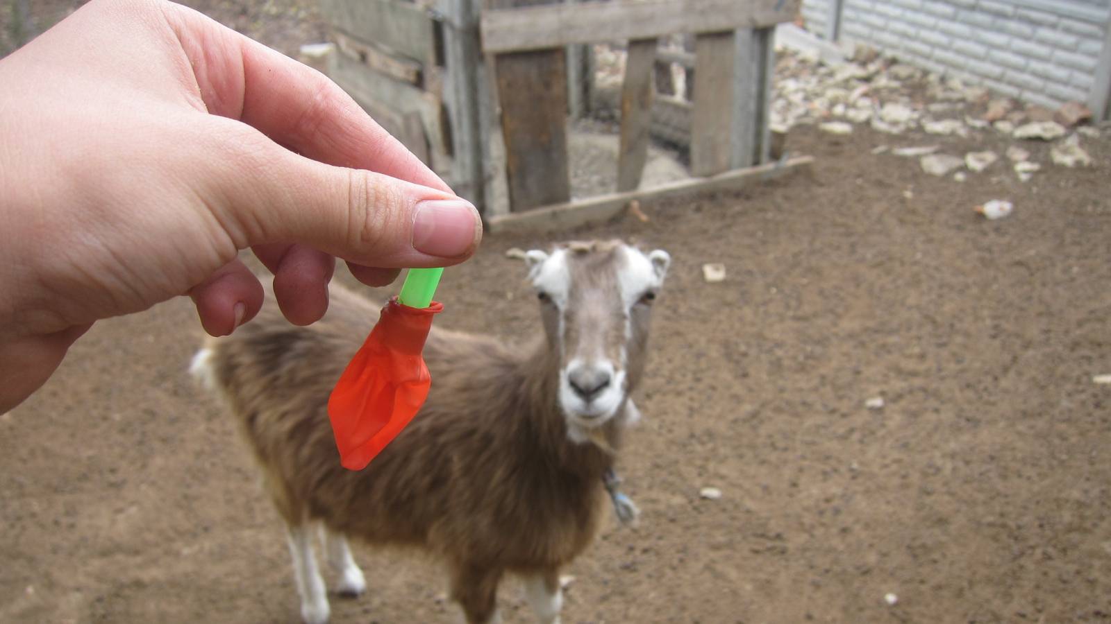 реакция  козы на свистяший шарик