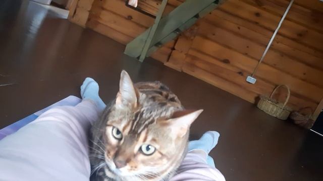 Вторжение в шавасану #йога и кошки