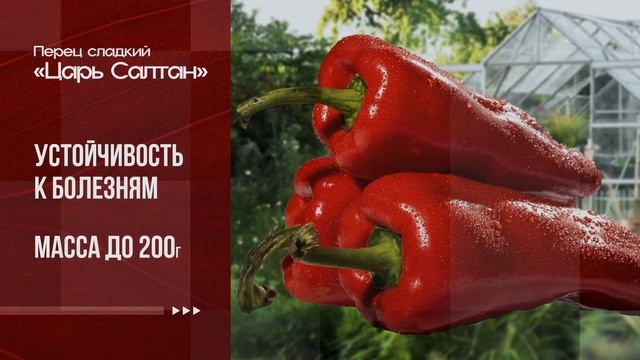 Перец сладкий Царь Салтан