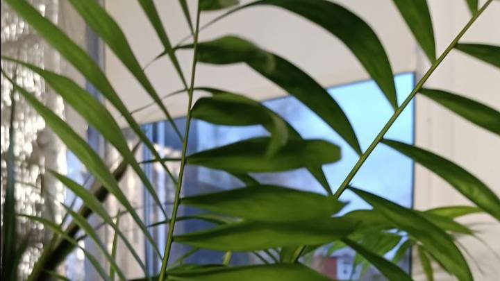 Дача,  Баня и комнатные растения