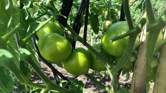 Томат Розовые вершины F1