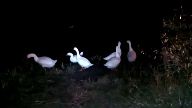 Гуси ночью на реке Клязьма. Съёмка на мобильный телефон.