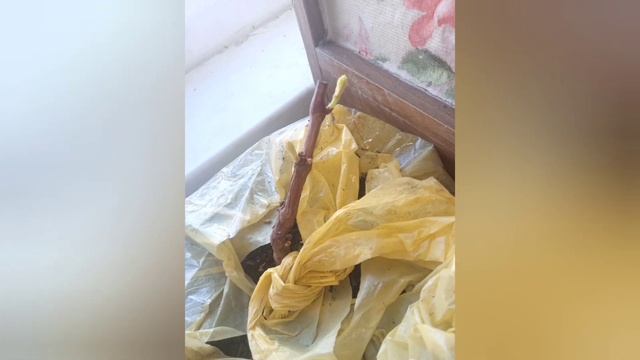 Как перезимовали  однолетние саженцы винограда?