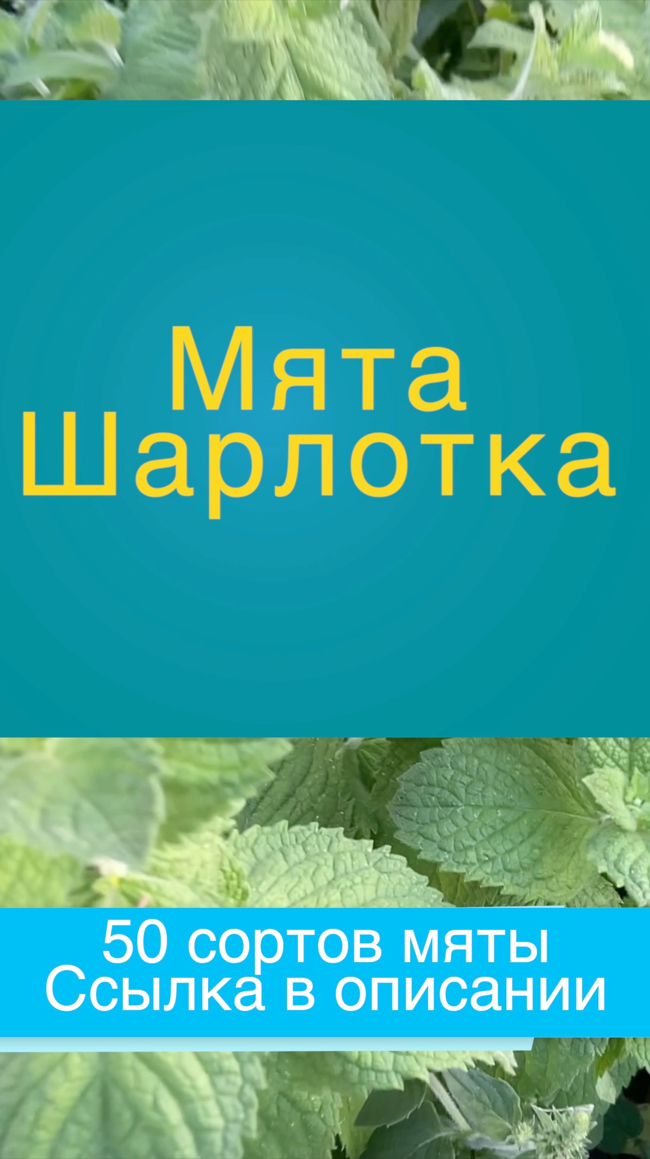 МЯТА Шарлотка