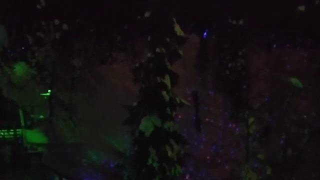 Таинственный лес, Кировск 2020