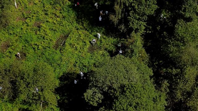 Фонд «Экология» и волонтёры РСХБ высадили 1000 сосен в Чемальском районе Республики Алтай