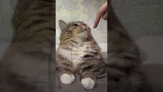 DJABBE  ft. Cat Baiyun. Egyptian triangle