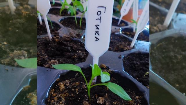 Перец сладкий Готика