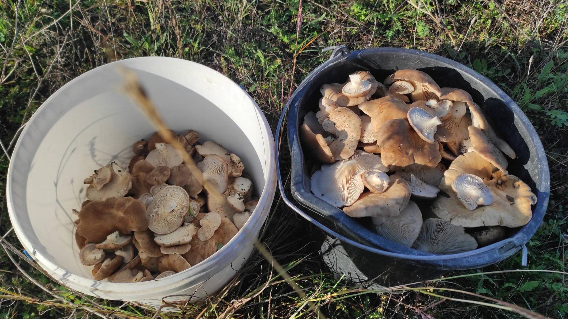 Дождался сбор грибов в Крыму 2024, однобочка или степная вешенка начинается,
