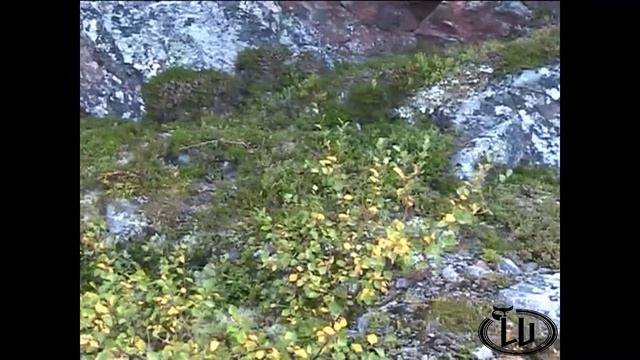 Тайны Кольского полуострова. Кто построил Железную гидру. Ответ найден.