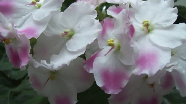 Комнатные цветы . Новости с осеннего окна.