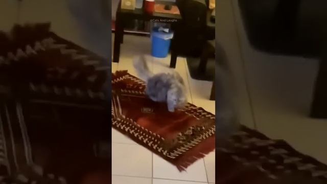 Funny cats 😂 episode 218 #shorts