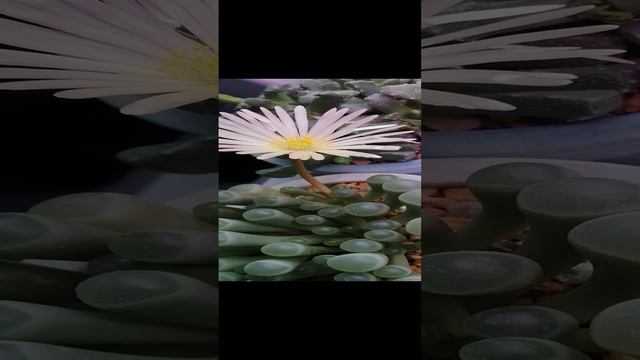 Суккулент фенестрария цветет