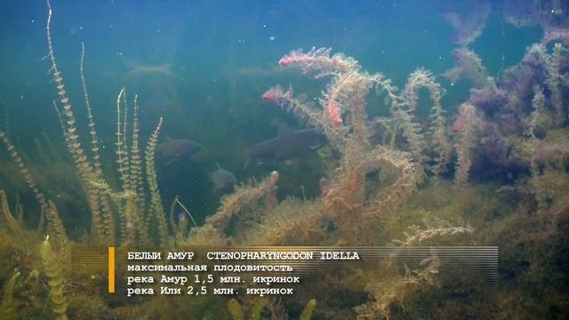 АМУР И ЗМЕЕГОЛОВ ОЗЕРА БАЛХАШ. Grass carp, SNAKEHEAD