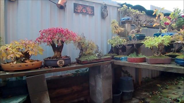 Бонсай открытая книга от А до Zють опять двадцать пять или основы содержания 2024 год 45 часть