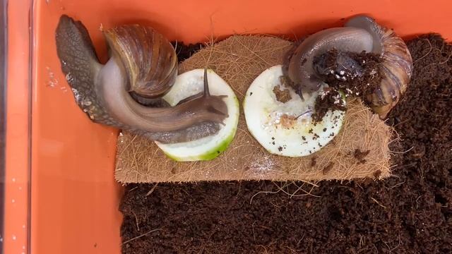 Улитки ахатины гигантские кушают кабачок