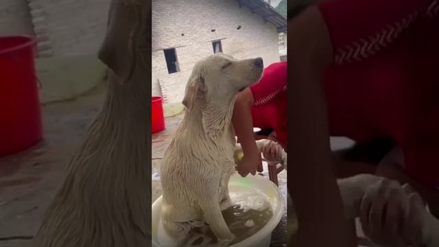 Большая Собака Чиллит, пока хозяин моет её