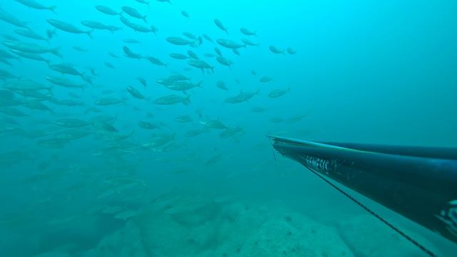 Желтохвостая Лакедра