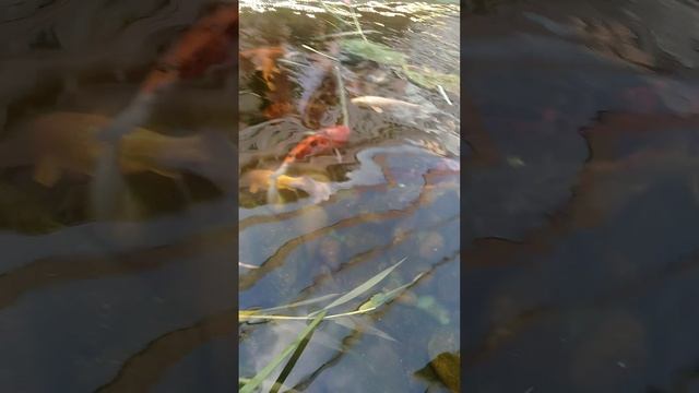 золотые_рыбки