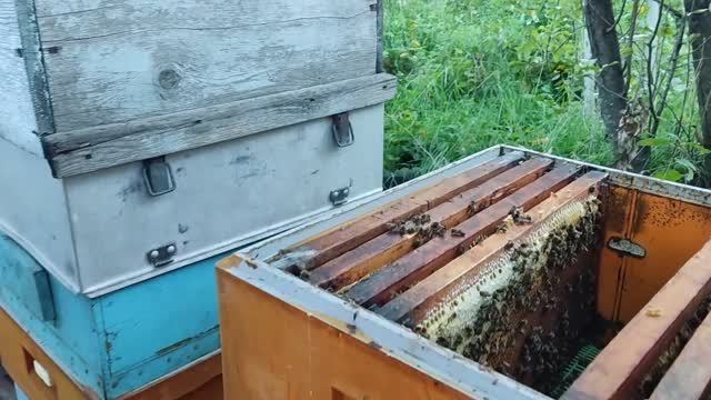 15 октября 2024г. Сегодня на пасеке. Закончил отбор меда, обработка пихтовым маслом.