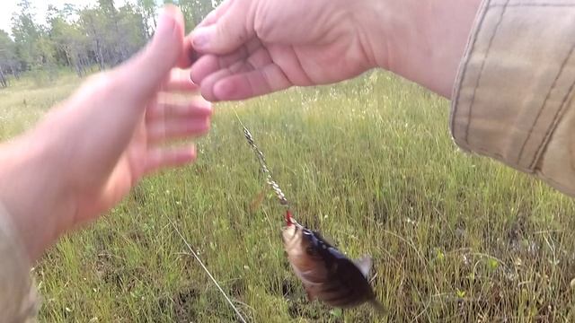 Бомбическая рыбалка! Окунь стал брать