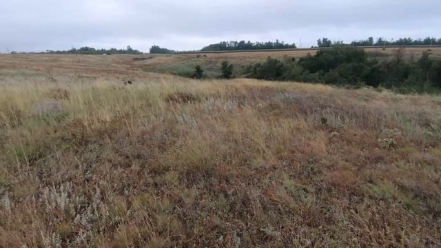 Открытие охоты на перепела 2024г. Hunting.