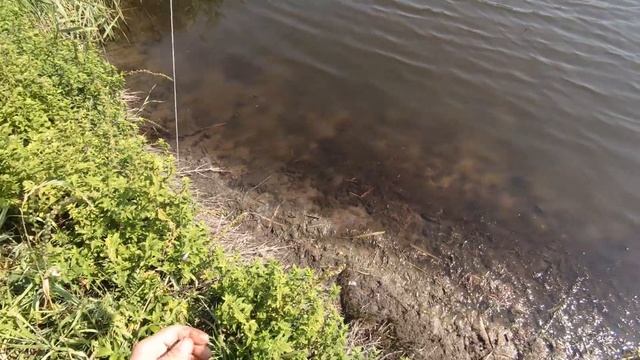 ВОТ ЭТО РЫБАЛКА НА ПОПЛАВОК! РЫБЫ УТАСКИВАЮТ УДОЧКИ. Ловля сазана на удочку.