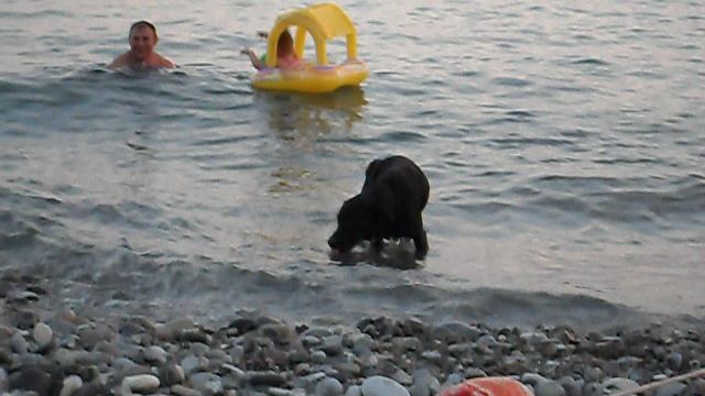 собака на море