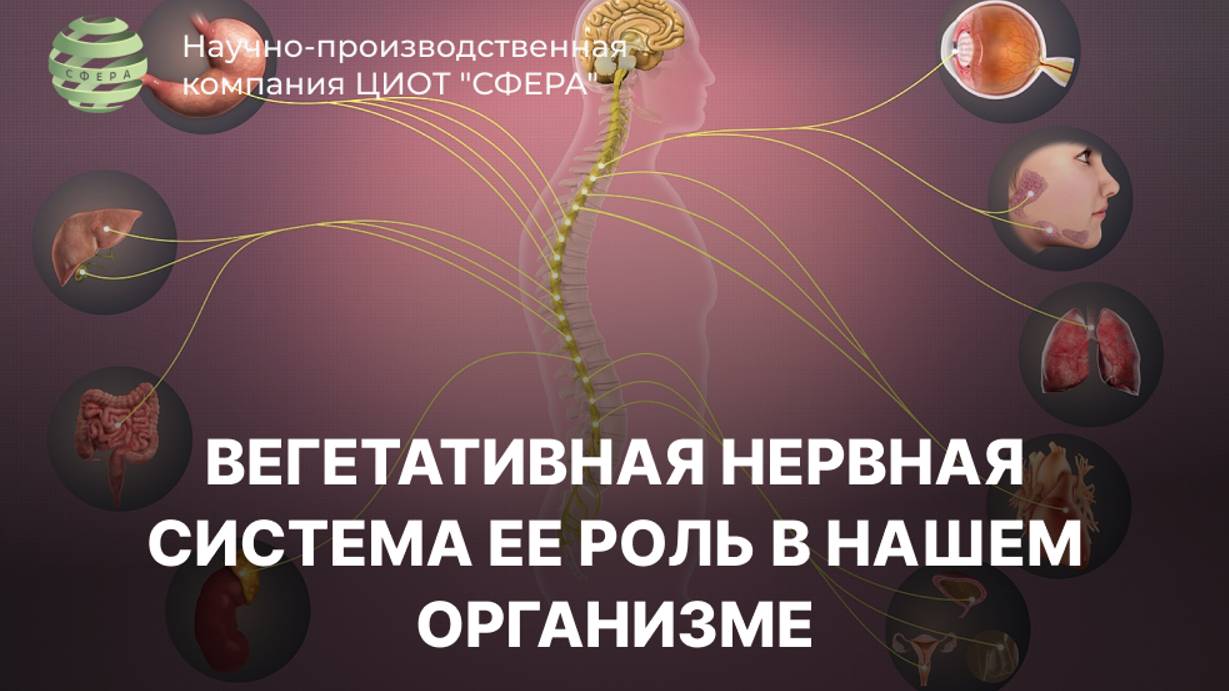Вегетативная нервная система ее роль в нашем организме. ЦИОТ "Сфера"